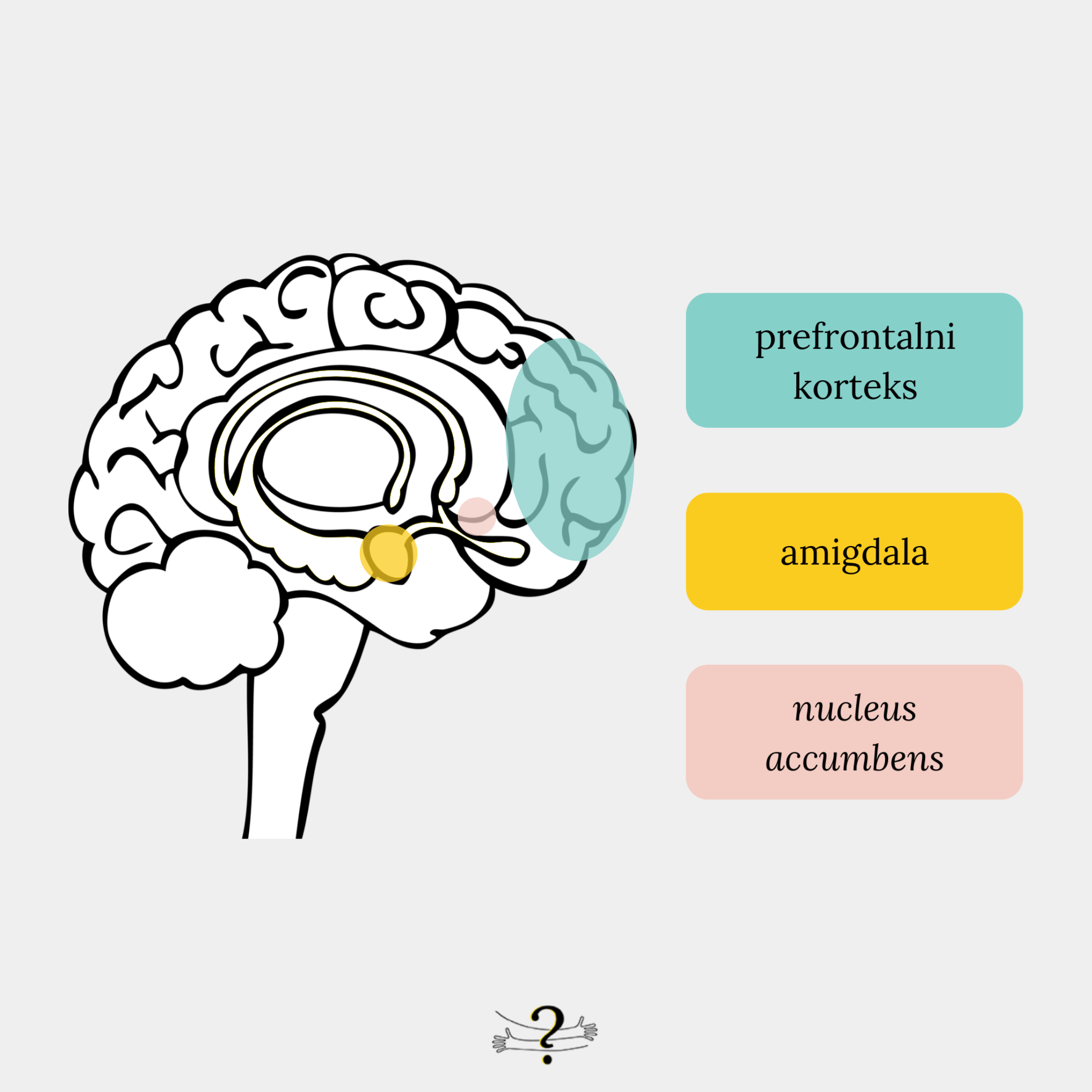 Razvoj mozga i ponašanja u adolescenciji – kako si?